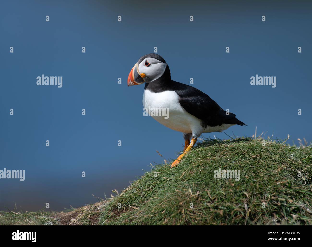 Puffin on grassy mound, Lunga Stock Photo - Alamy