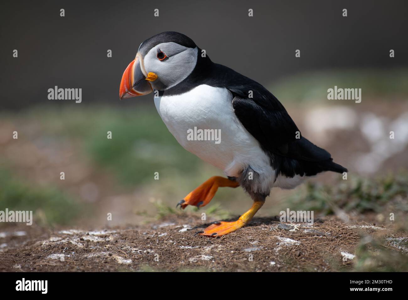Puffin walking wildlife hi-res stock photography and images - Alamy