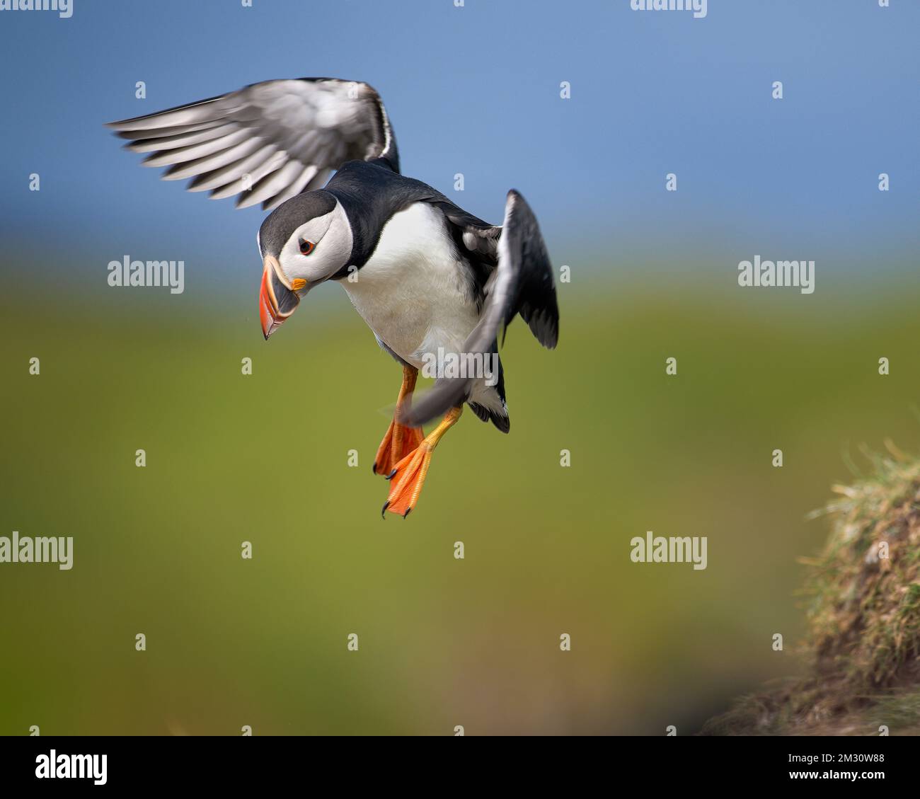 Puffin in flight, Lunga Stock Photo - Alamy
