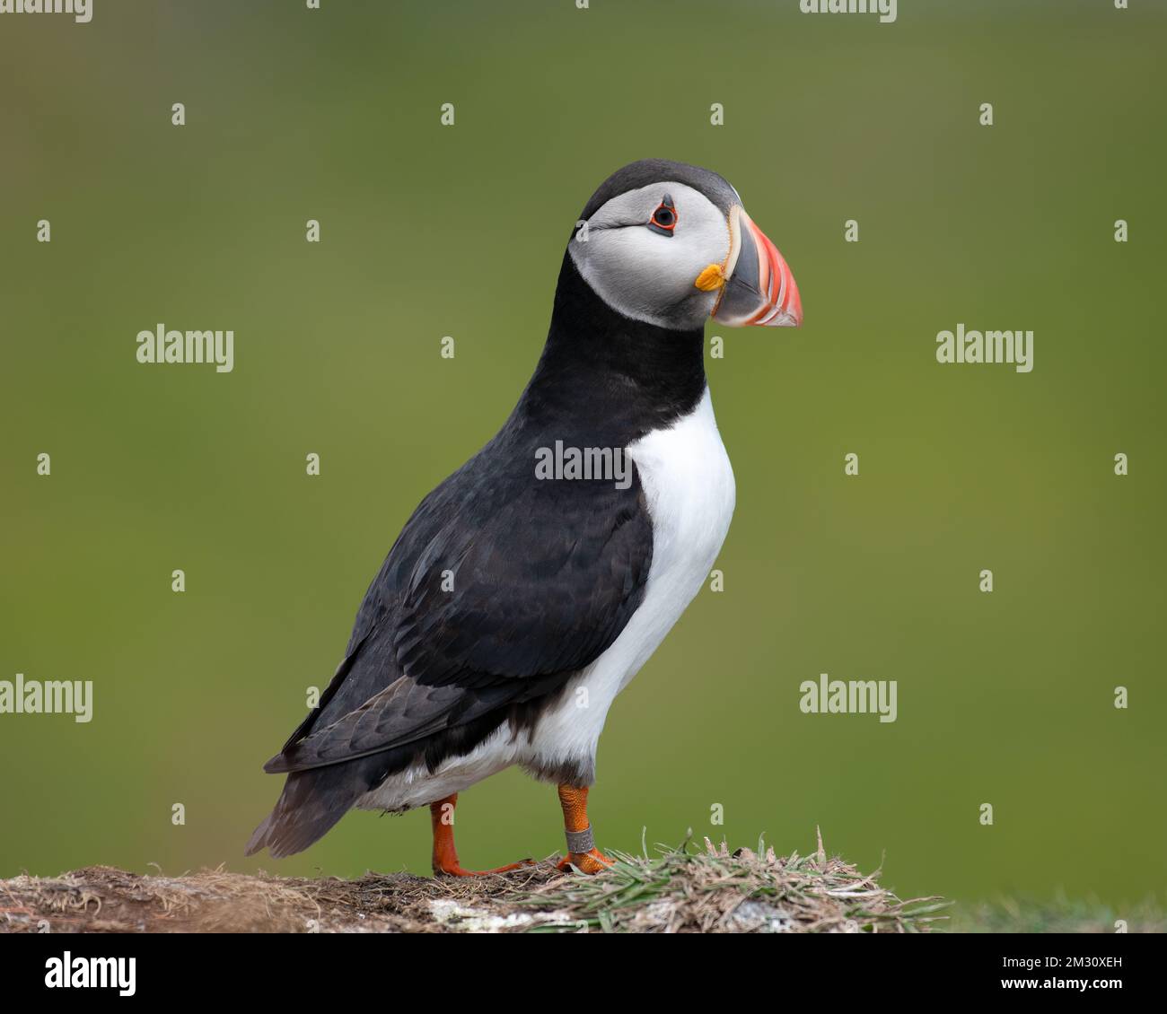 Isle of lunga wildlife hi-res stock photography and images - Alamy