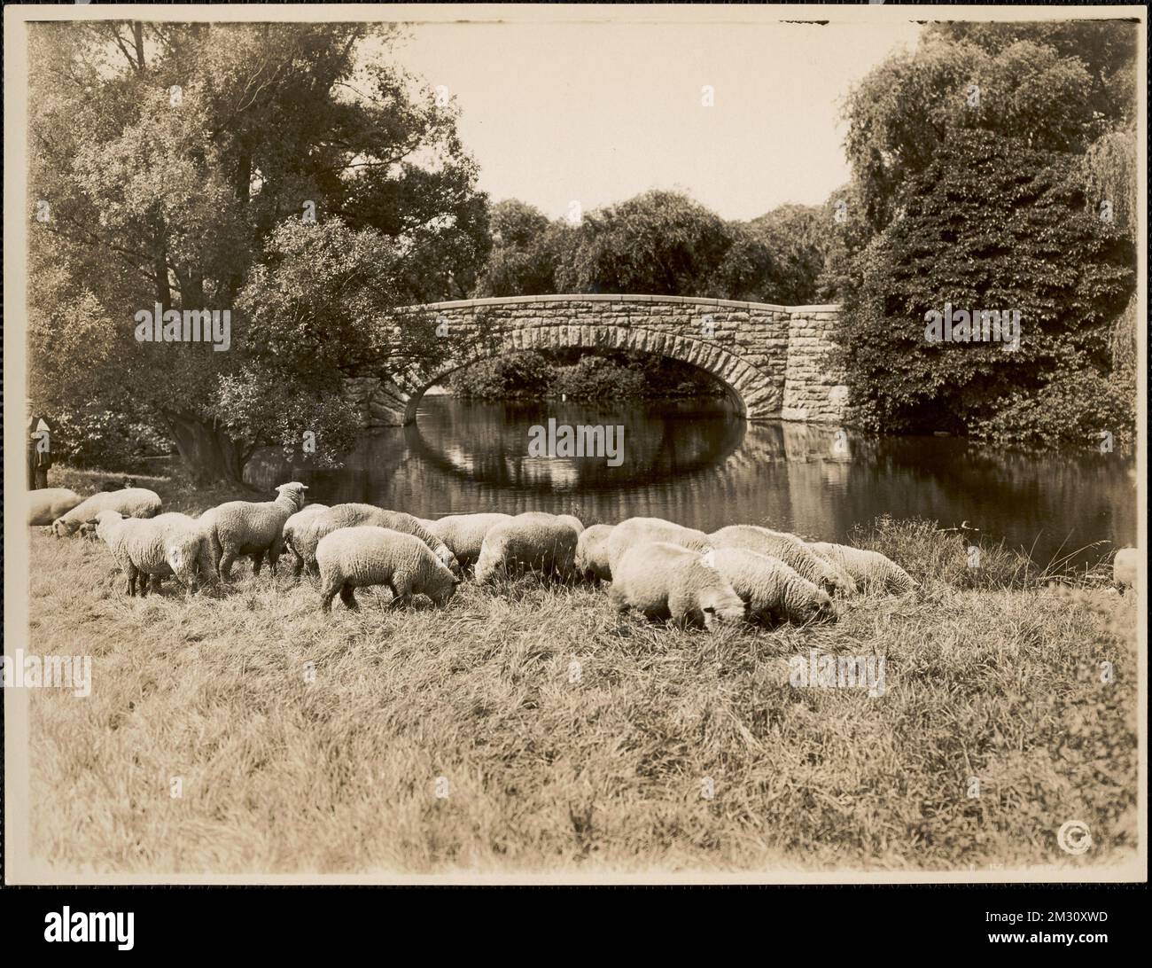 Franklin Park bridge with sheep in foreground , Bridges, Sheep, Lakes ...