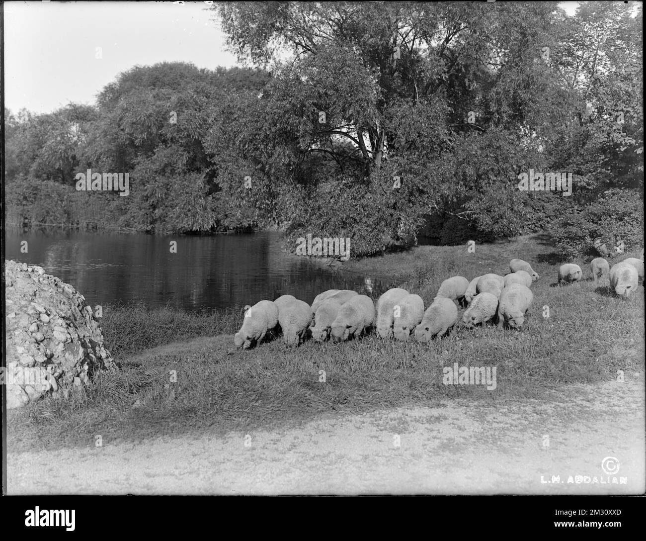 Franklin Park with sheep and pond , Lakes & ponds, Sheep. Leon Abdalian ...