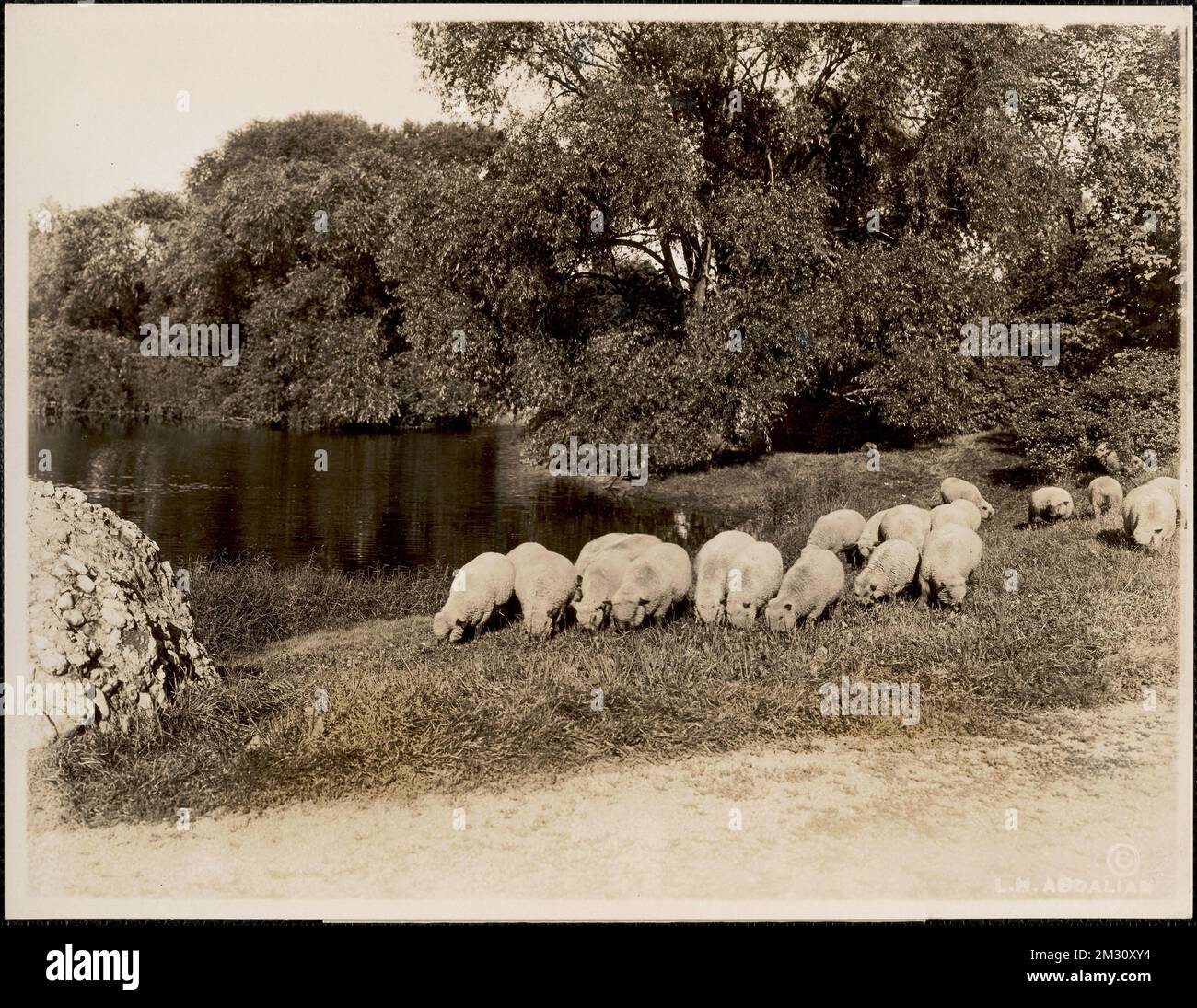Franklin Park with sheep and pond , Lakes & ponds, Sheep. Leon Abdalian ...