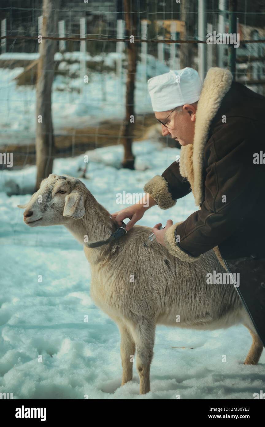 veterinarian doctor makes an injection to an animal goat on the street ...