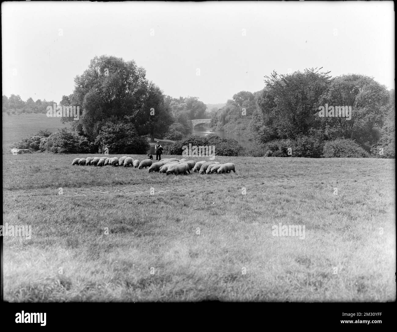 Franklin Park, sheep bound for home , Parks, Sheep. Leon Abdalian ...