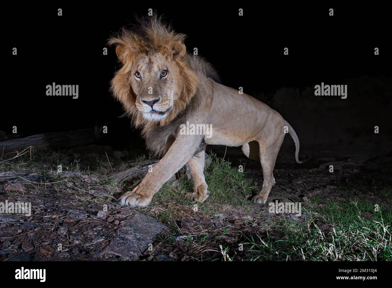 Male lion roams his territory at night looking at the camera, , Masai ...