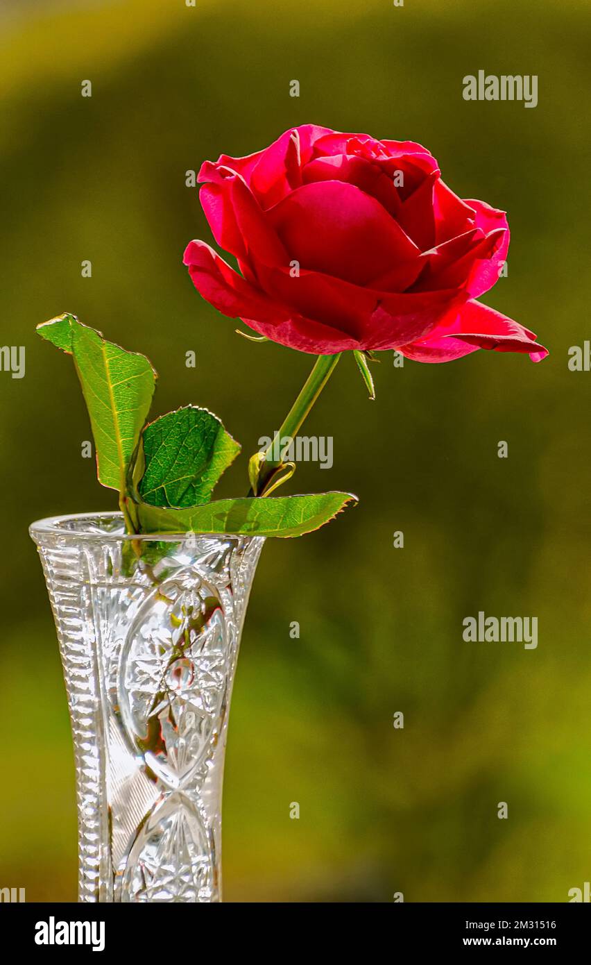 Rose flower birthday present Stock Photo - Alamy