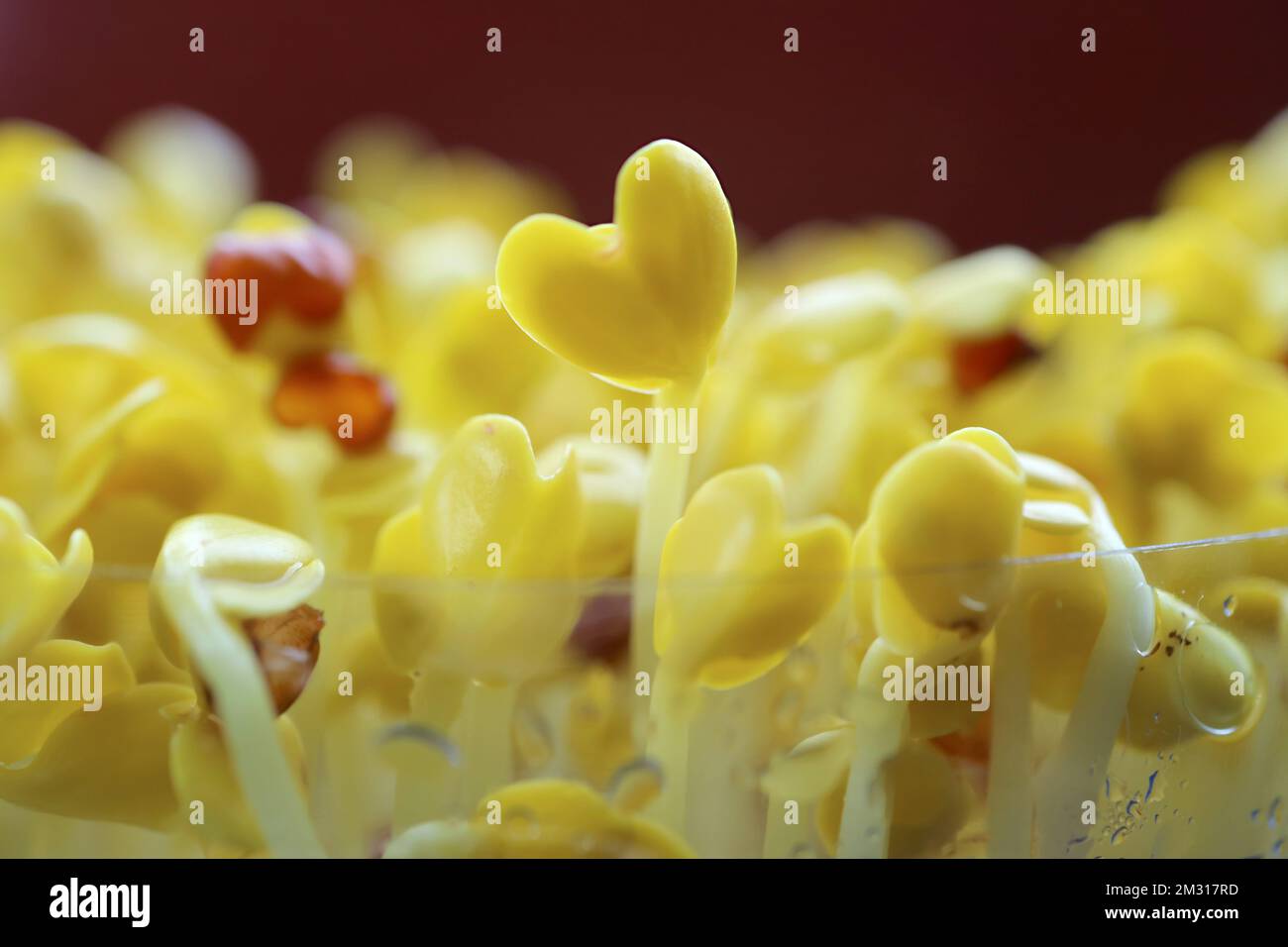 Amazing Heart Shaped Japanese Radish Sprout or Kaiware Daikon after the ...