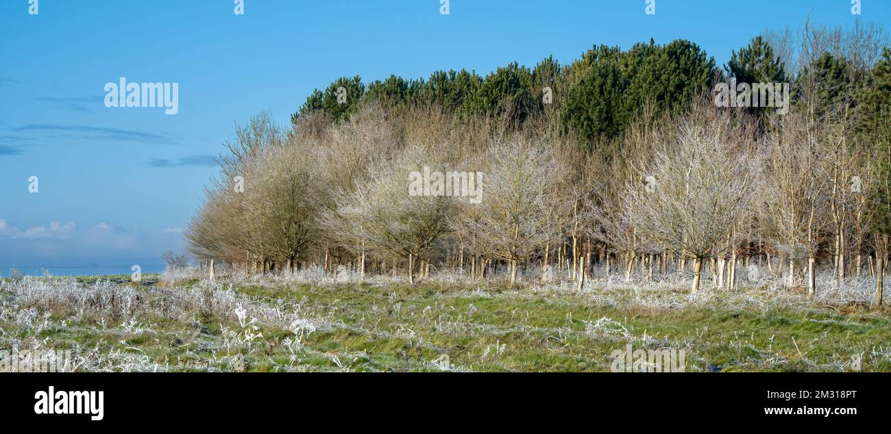 beautiful winter fall scene with a cover of icy frost across wintyer ...