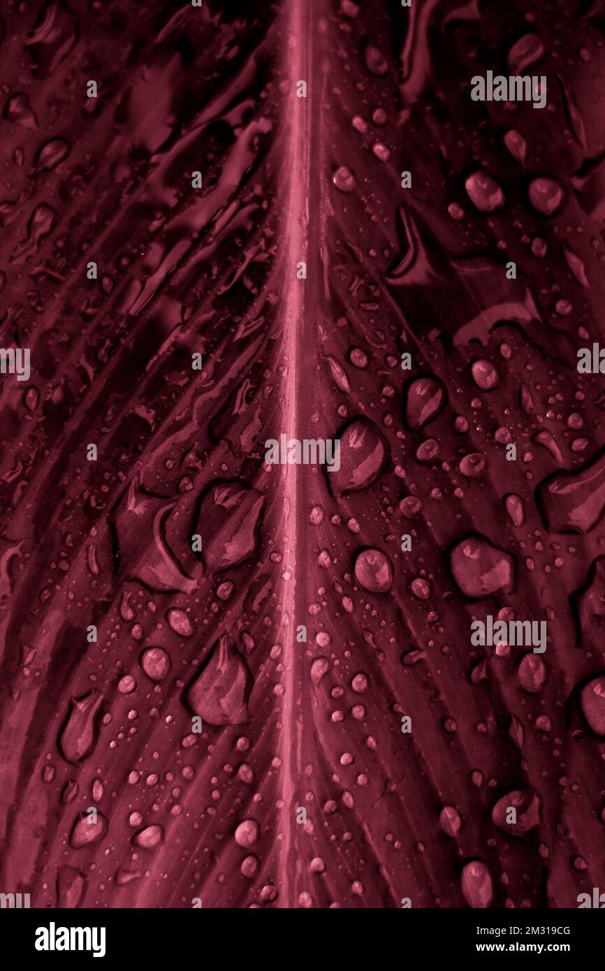 Pantone 18 1750 hi-res stock photography and images - Alamy