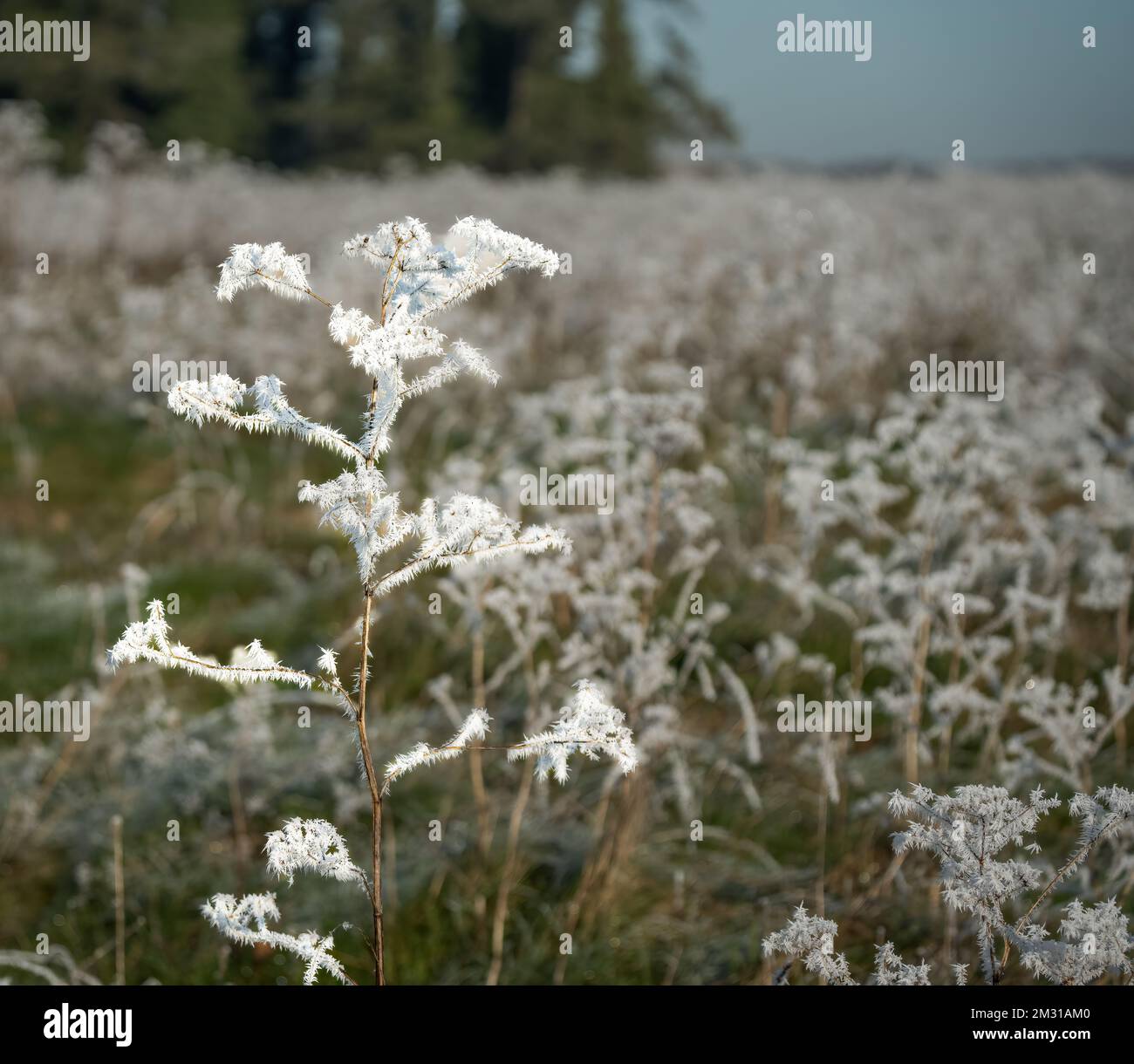 detailed close up of ice and frost formed on winter meadow plants ...