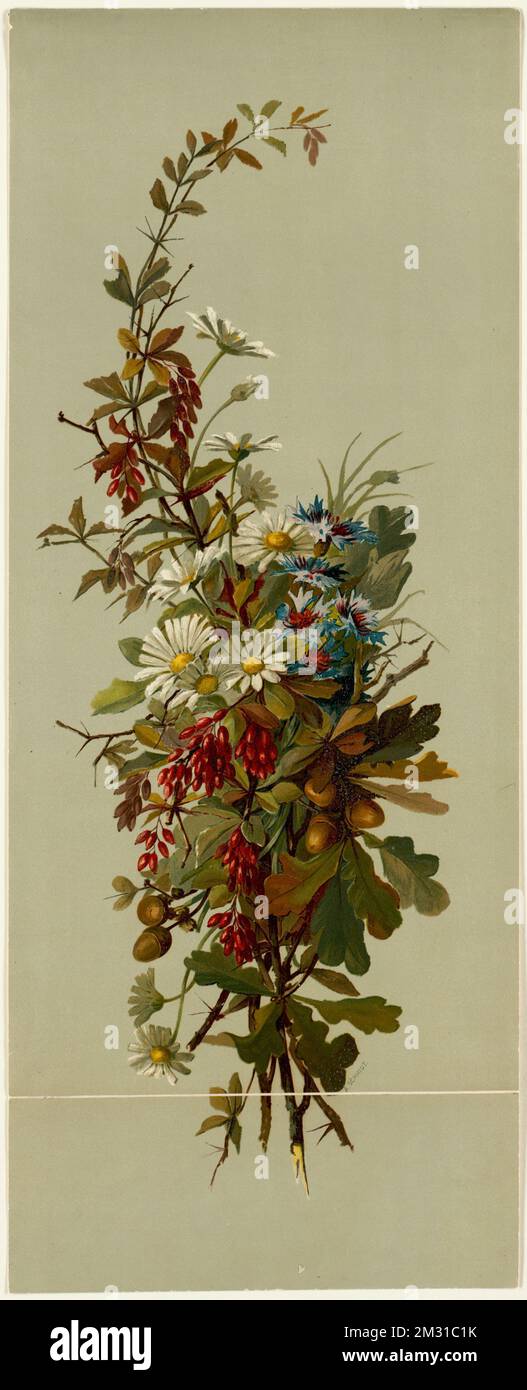 From field and wood , Leaves, Berries, Flowers, Acorns. Louis Prang ...
