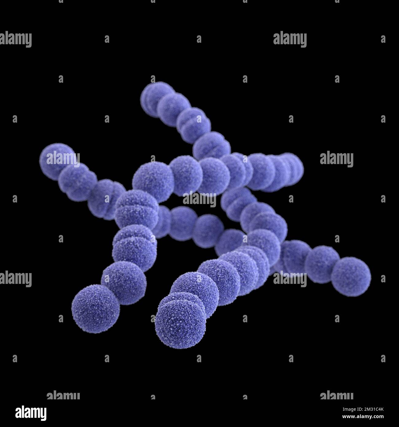 Group A Streptococcus Bacteria STREP A Streptococcus Pyogenes Is A