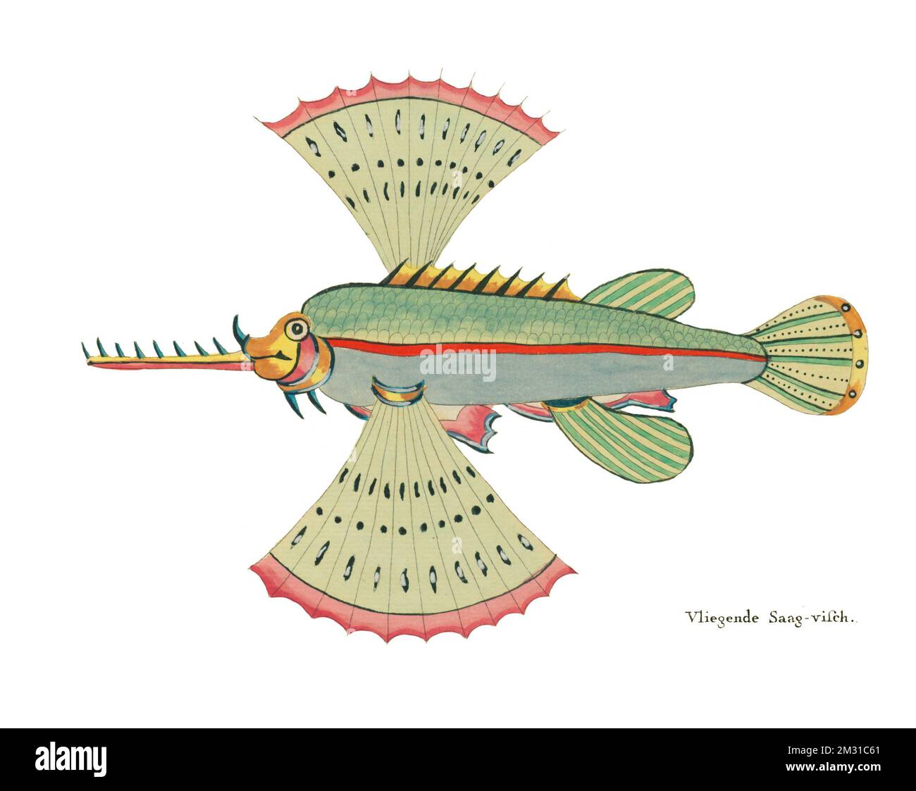 Antique illustrations of a fish from Louis Renard's ?Poissons ...