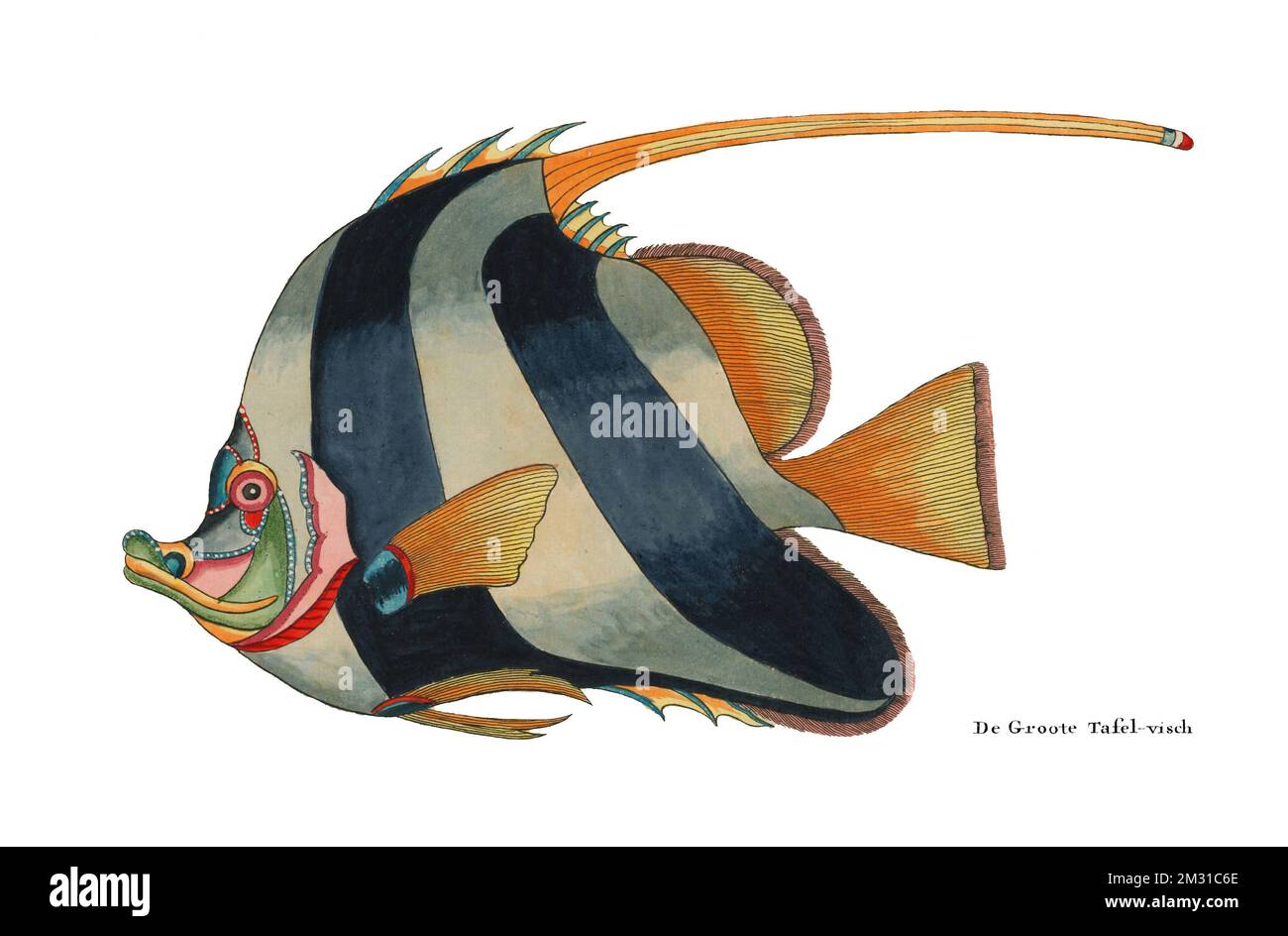 Antique illustrations of a fish from Louis Renard's ?Poissons ...