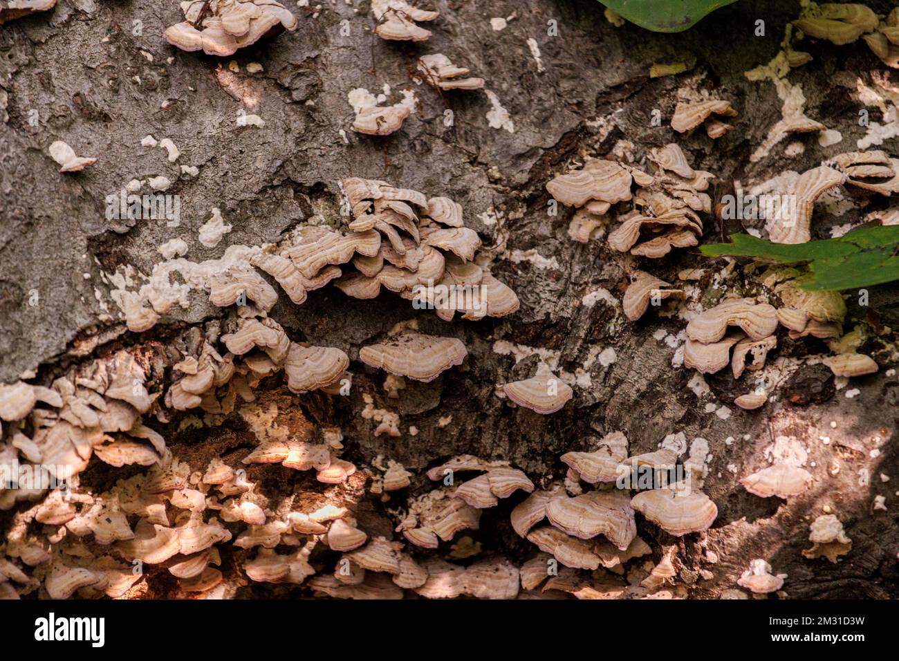 wild, scaly mushrooms, fungus growing on dead tree bark in a forest ...