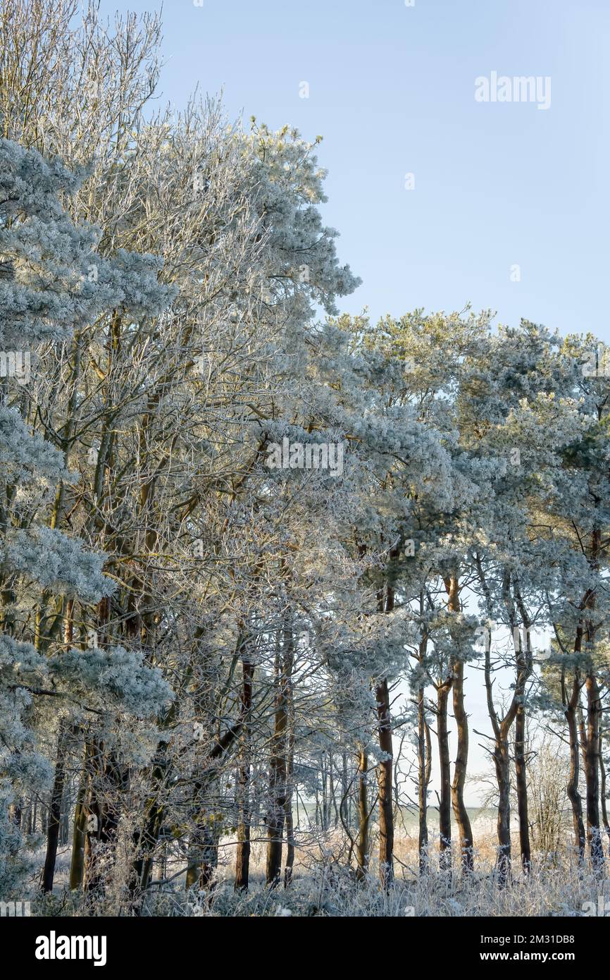 beautiful winter fall scene with a cover of icy frost across wintyer ...