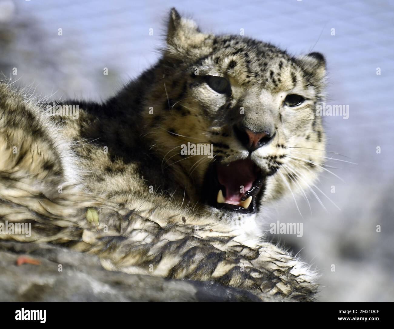 Illustration picture shows a snow leopard at the Pairi Daiza animal ...