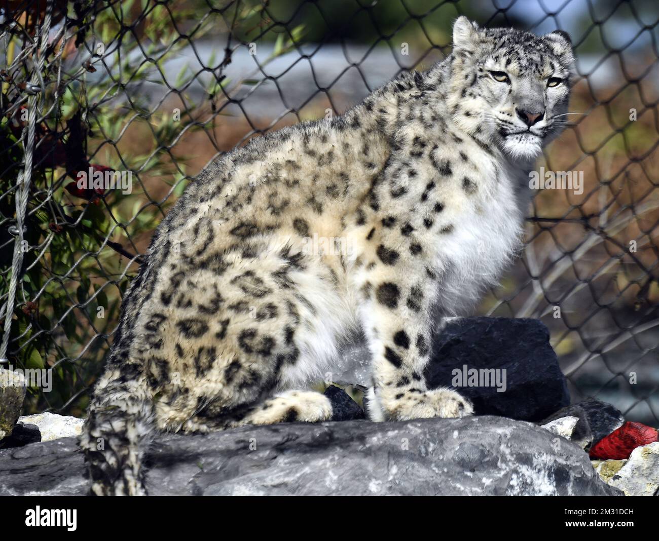 Illustration picture shows a snow leopard at the Pairi Daiza animal ...