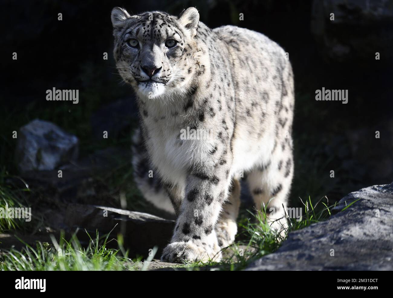 Illustration picture shows a snow leopard at the Pairi Daiza animal ...