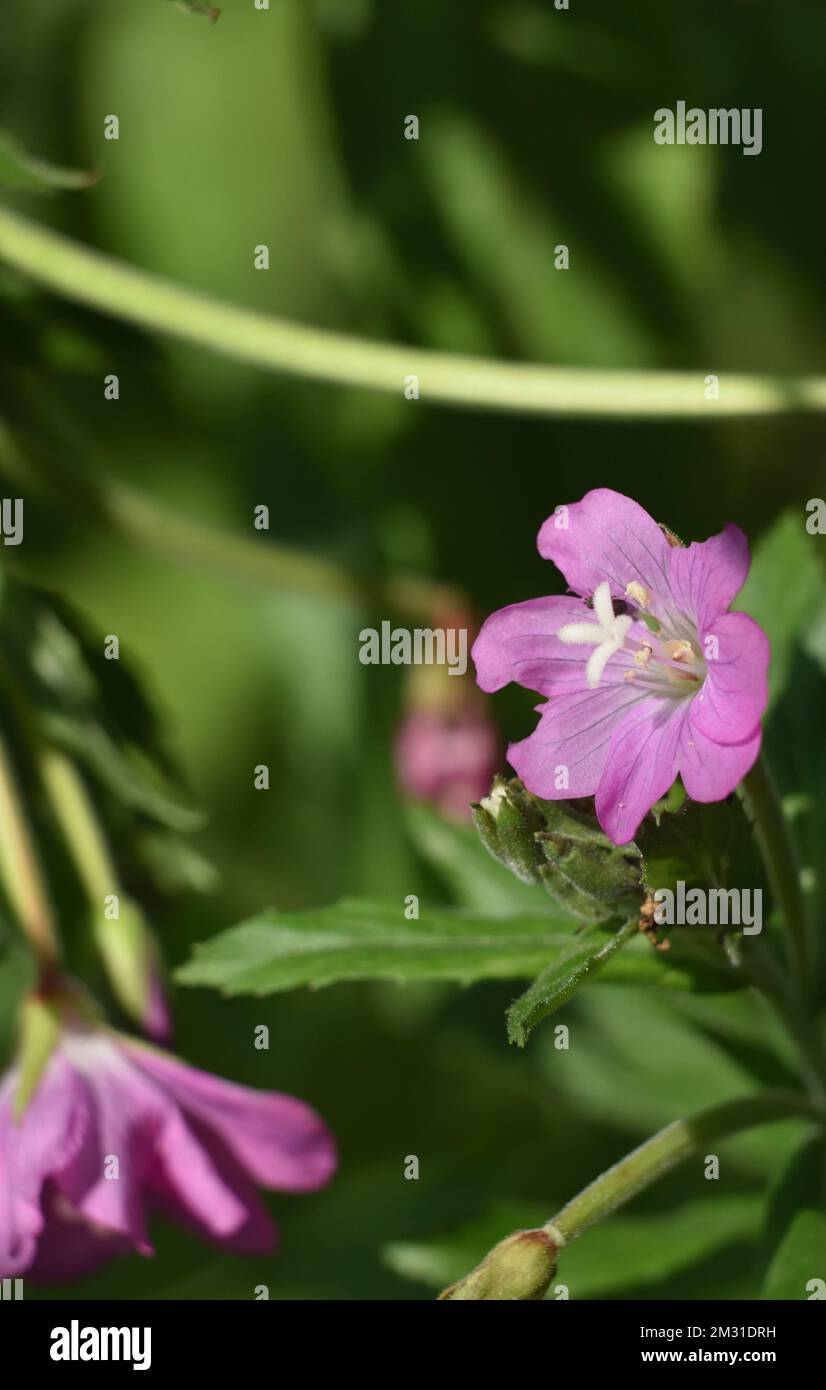 purple flower of agrostemma githago also called corncockle Stock Photo ...