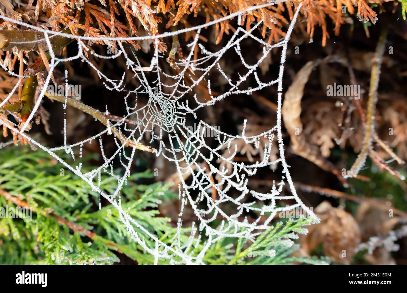 close up of a spider's web glistening with icy frost Stock Photo - Alamy