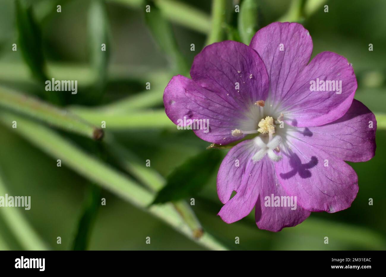 purple flower of agrostemma githago also called corncockle Stock Photo ...