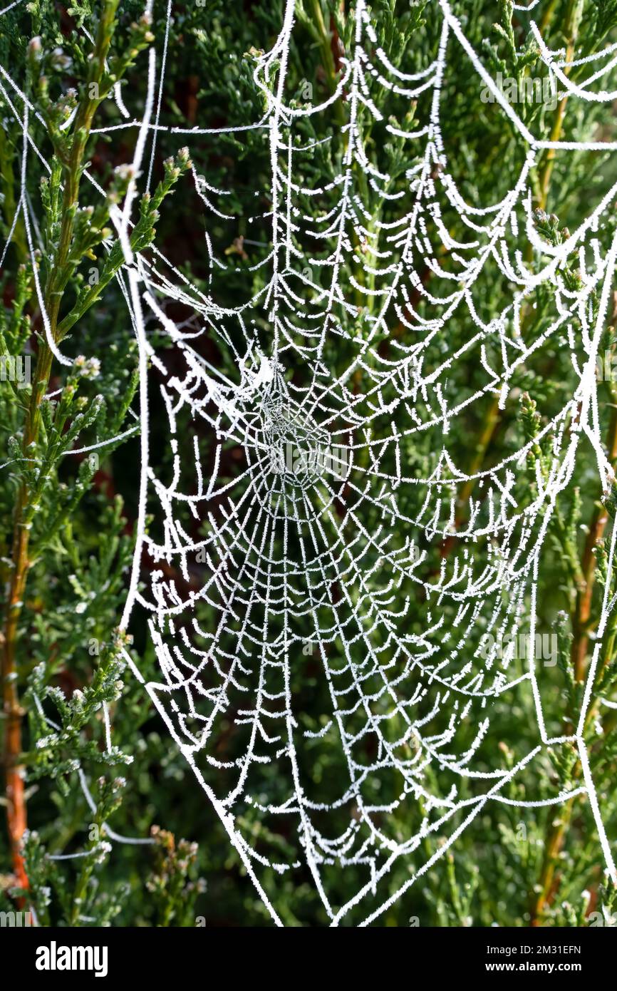 close up of a spider's web glistening with icy frost Stock Photo - Alamy