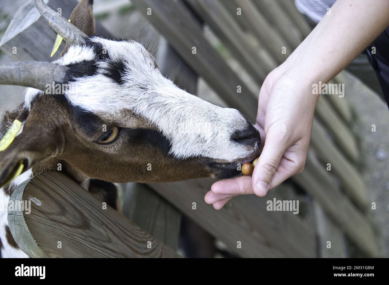 Pygmy goat hand hi-res stock photography and images - Alamy