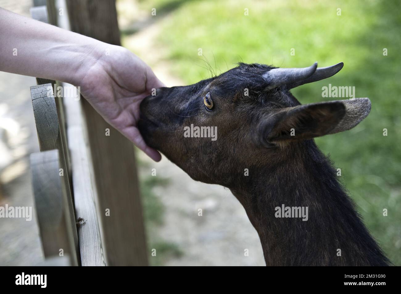 A close-up view of a hand feeding the American Pygmy by its fence on a ...