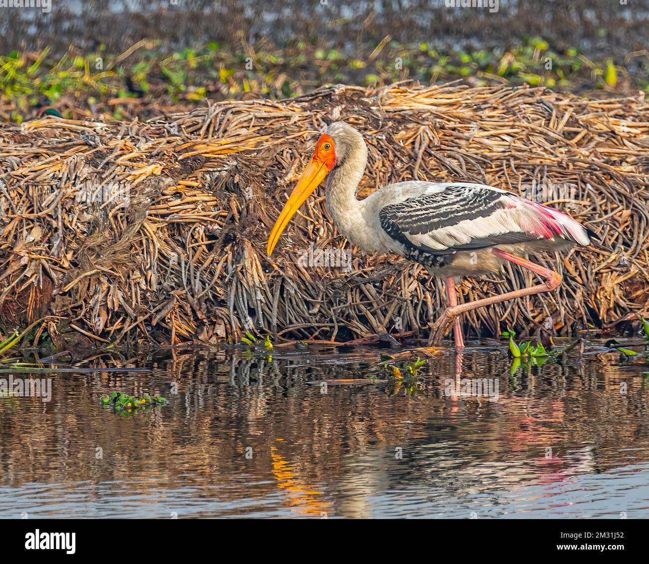 A painted stork hunting in a wet land Stock Photo - Alamy