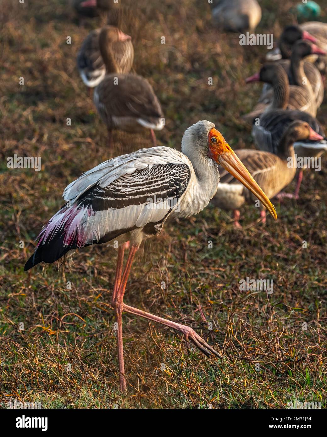 A Painted Stork strolling in a wet land among greylag goose Stock Photo ...