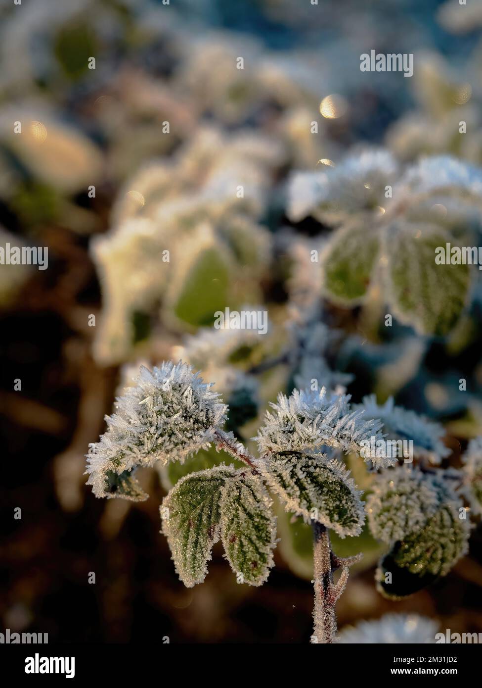 Dawn sunlight makes leaves on a bush glow and picks out the intricate ...