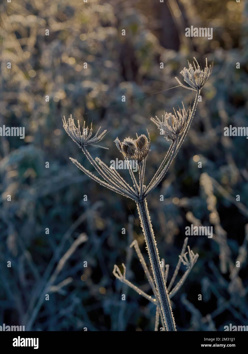 The intricate structure of a wild carrot plant stem and seedpod ...