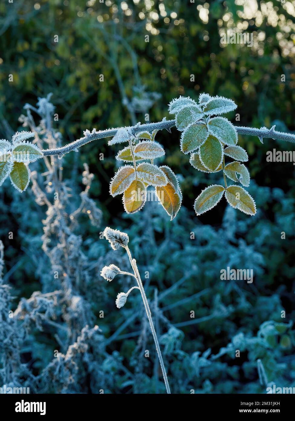 Translucent leaves hi-res stock photography and images - Alamy