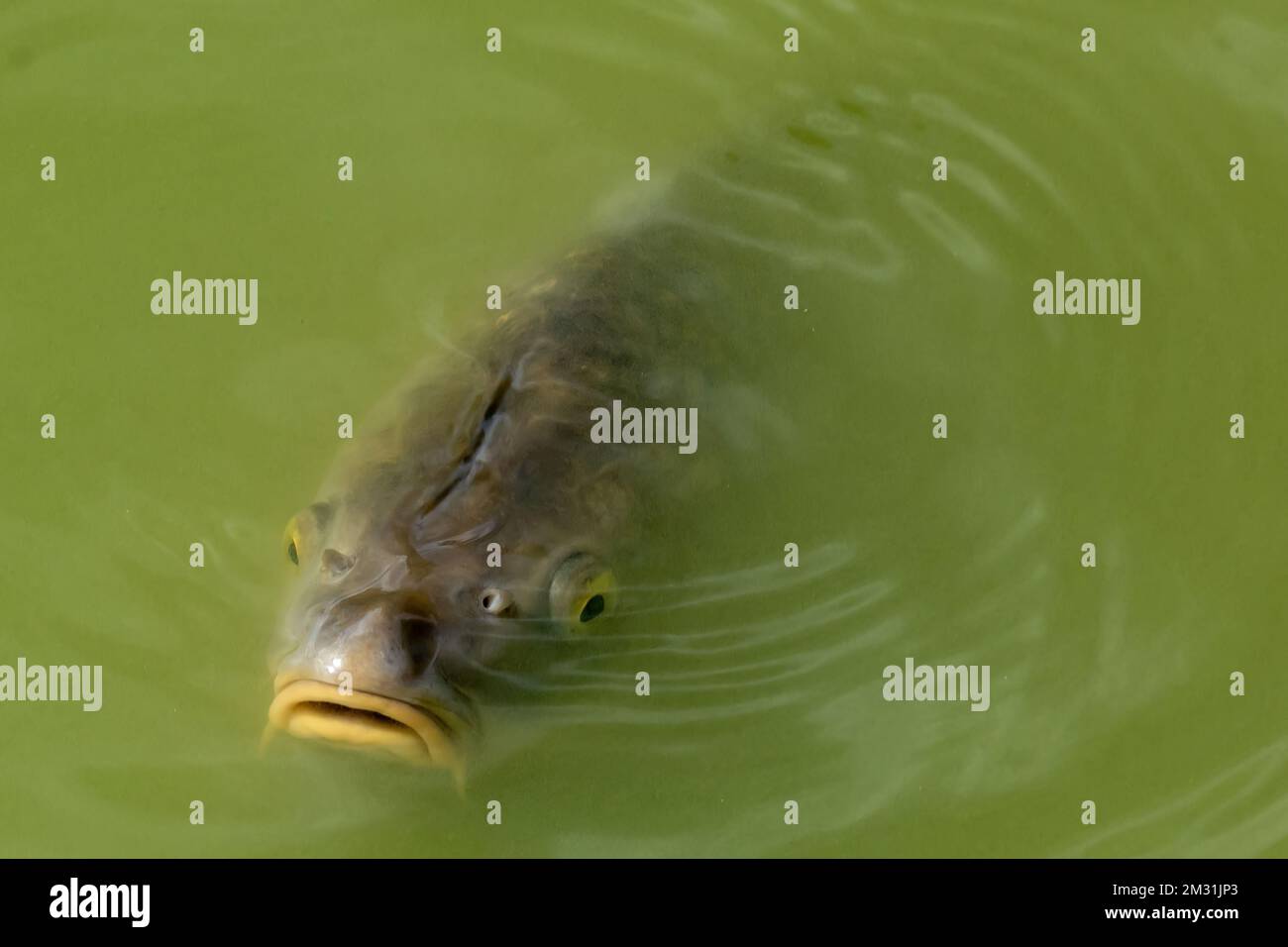 A closeup of a carp fish raising its head above the water surface ...