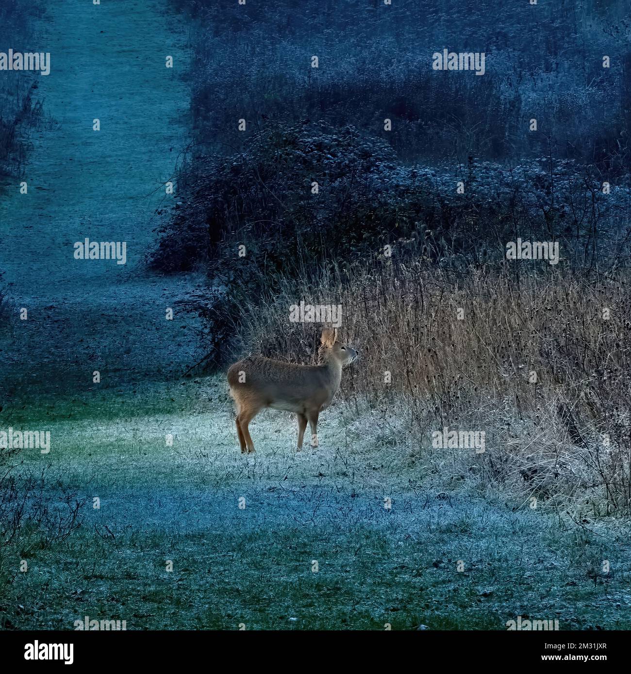A chinese water deer pauses in a slanting shaft of dawn sunlight on a ...