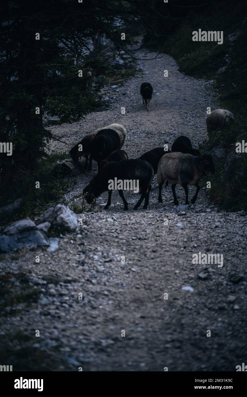 A vertical shot of the black Romanov sheep on the gravel road Stock ...