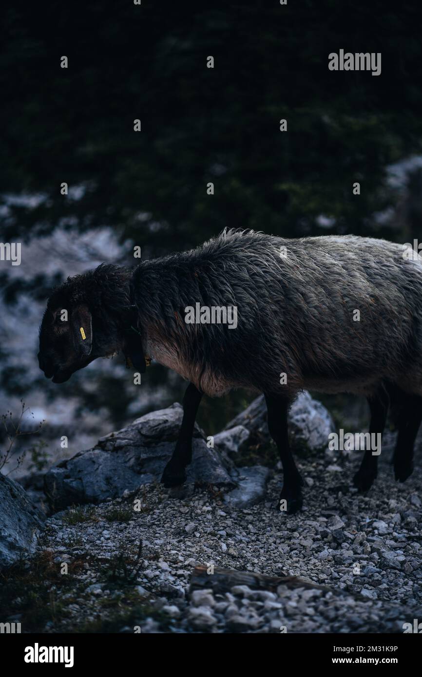 A vertical shot of a black Romanov sheep on the gravel road Stock Photo ...