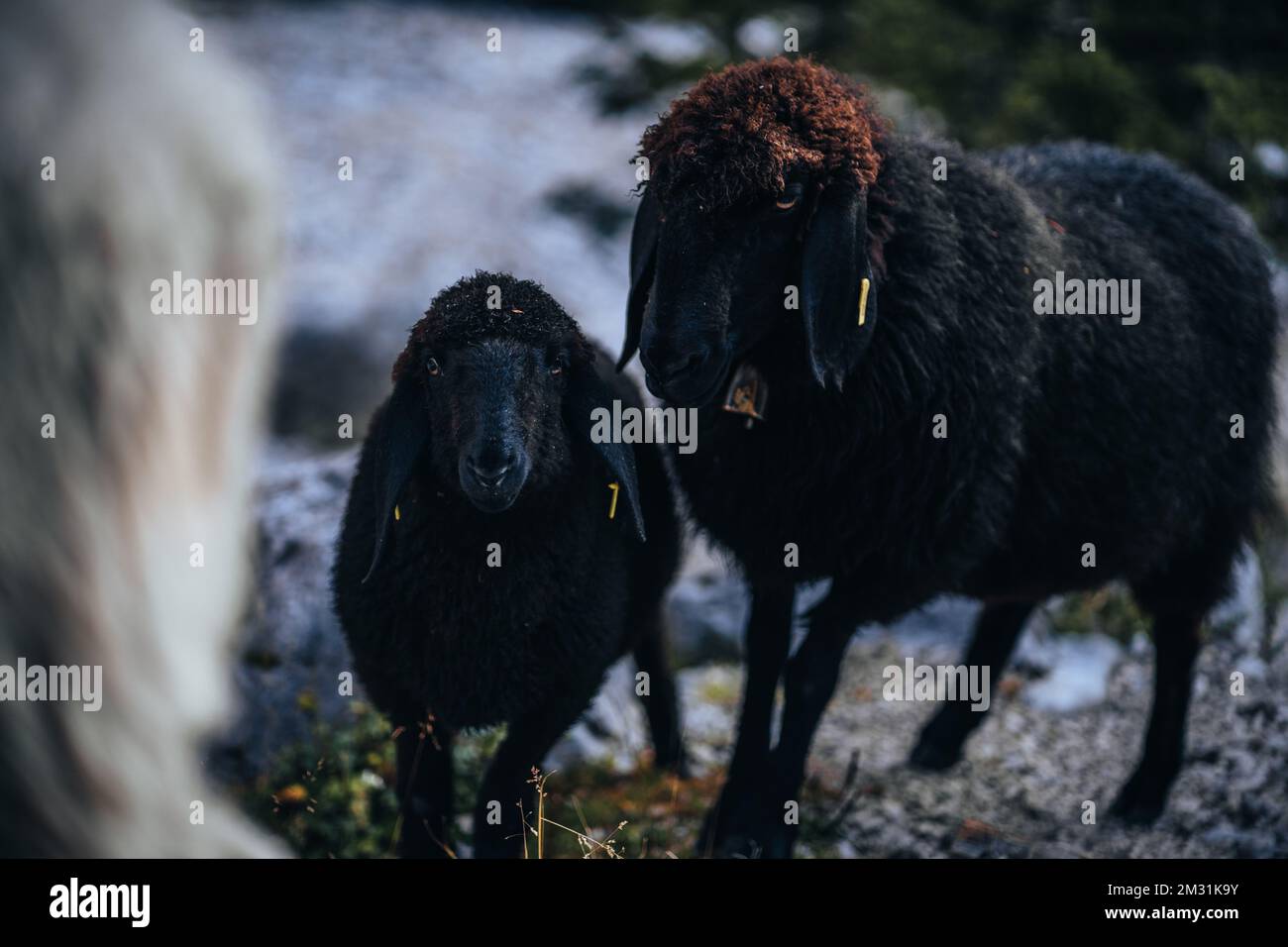 Romanov sheep hi-res stock photography and images - Alamy