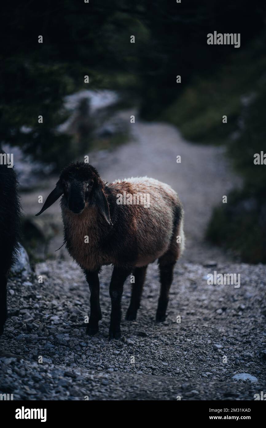 A vertical shot of a black Romanov sheep on the gravel road Stock Photo ...