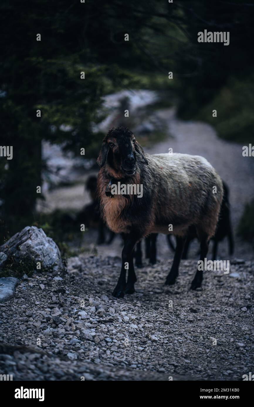 A vertical shot of a black Romanov sheep on the gravel road Stock Photo ...