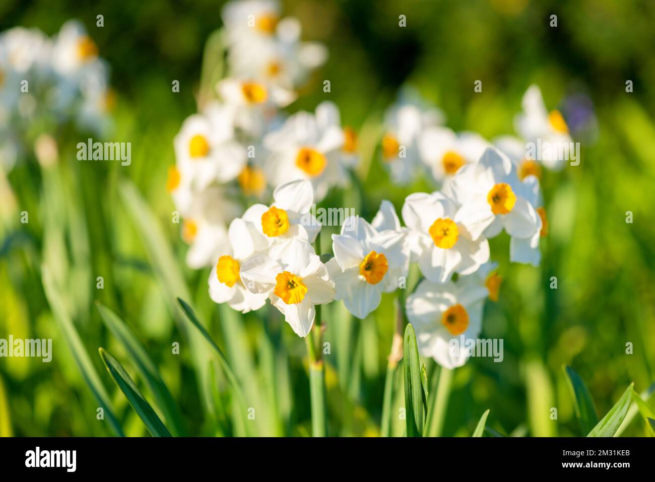 blooming spring daffodils flower like background in the garden, floral ...