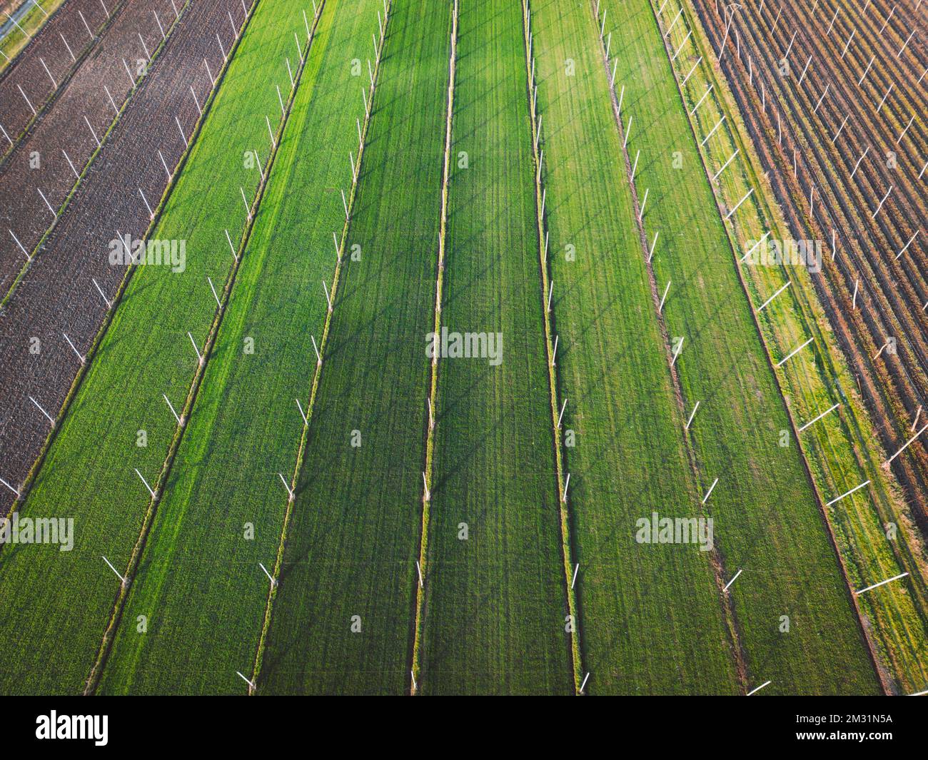 Aerial view agricultural field trees hi-res stock photography and ...