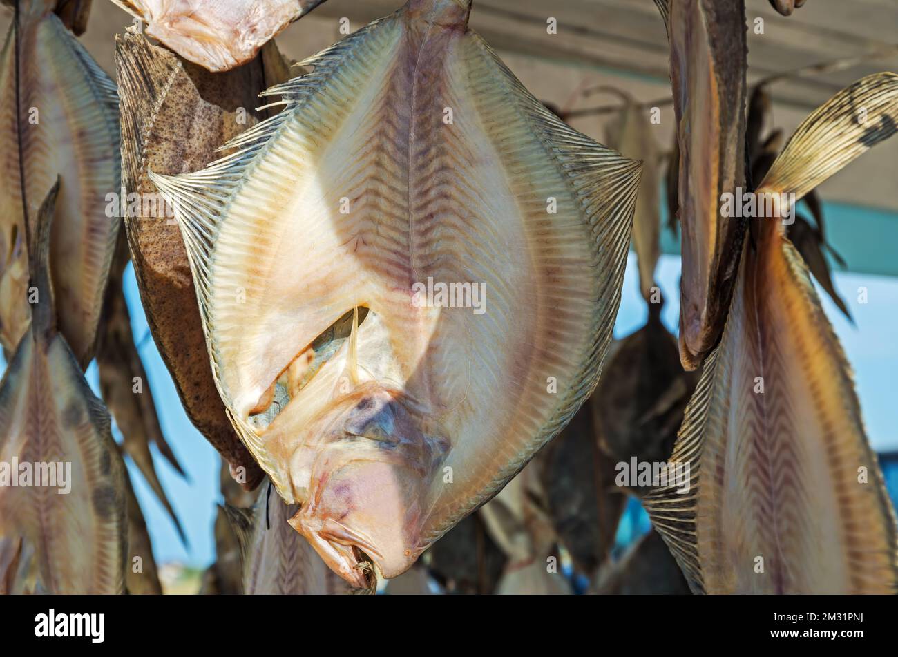 Dried fish Black Sea turbot or kalkan. Reverse side, bottom Stock Photo ...