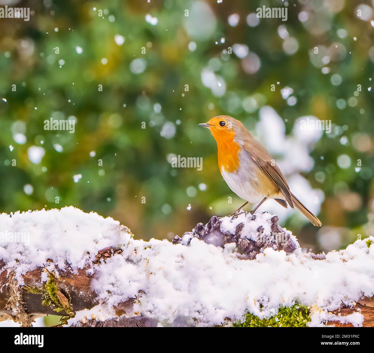 Red robin in snow with holly berries hi-res stock photography and ...
