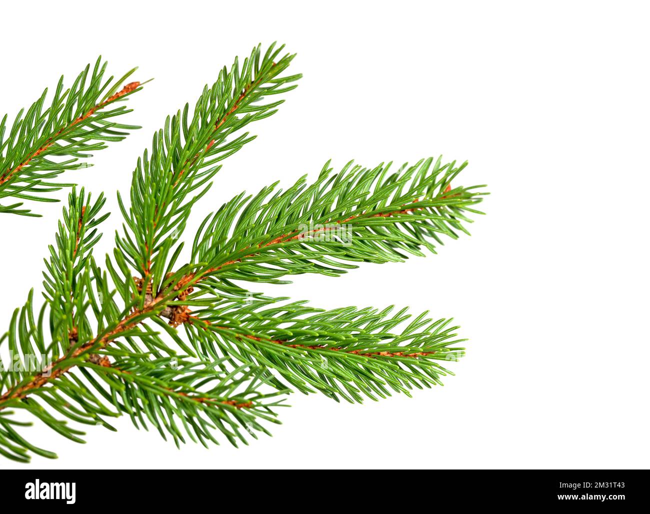 Closeup white spruce branches Cut Out Stock Images & Pictures - Alamy