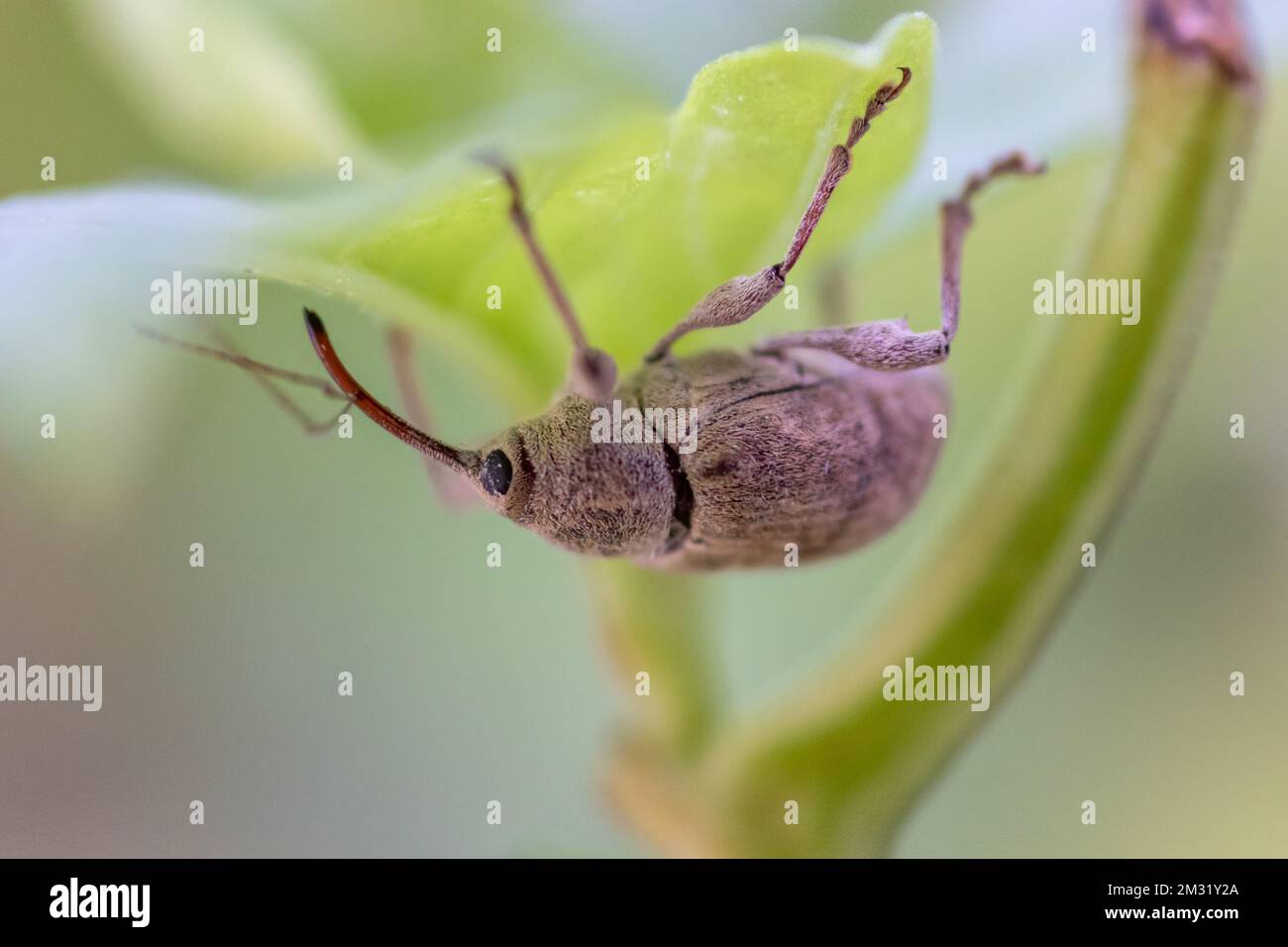 Chestnut weevil curculio elephas hi-res stock photography and images ...