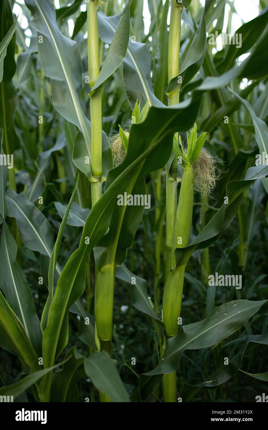 Agricultural land of green corn farm. Corn stalks close up. cultivated ...