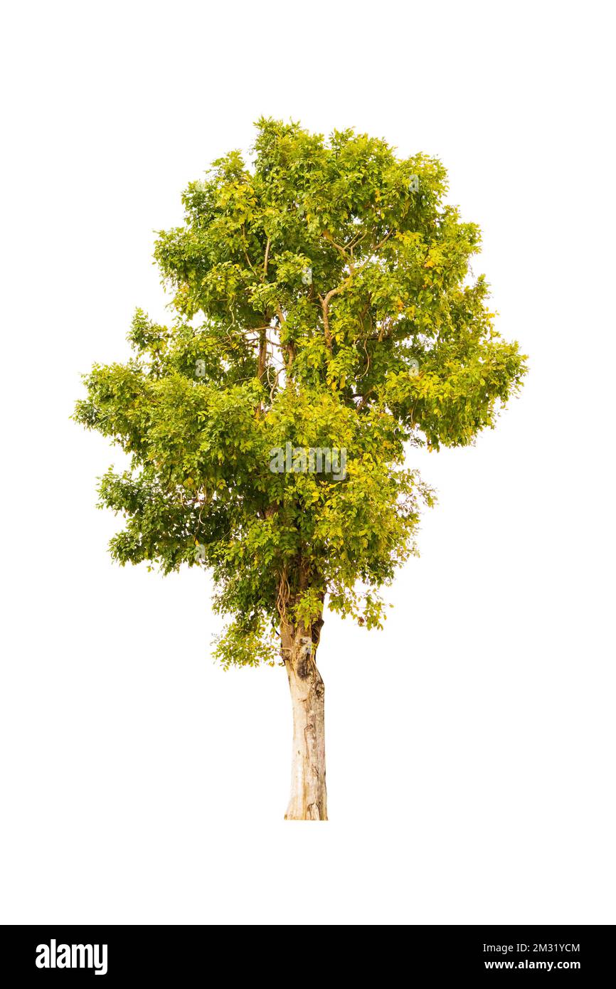 Isolated tree on white background Stock Photo - Alamy